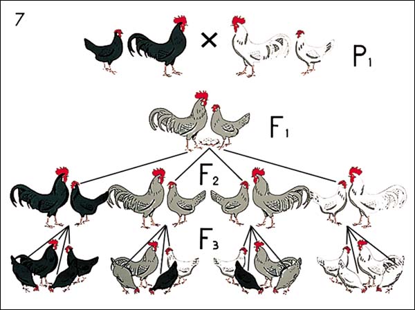 Lehrtafel - Vererbung 7, 5501778 • Biologie --> Lehrtafeln ...