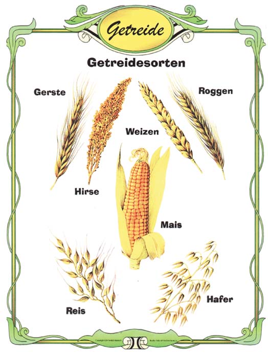Getreidesorten, 5505026 • Sachkunde --> Natur --> Lehrtafeln / Folien